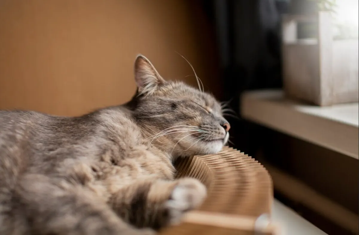 Mengapa Kucing Suka Mendengkur? Ini Dia 6 Makna di Baliknya Mengapa Kucing Suka Mendengkur? Ini Dia 6 Makna di Baliknya