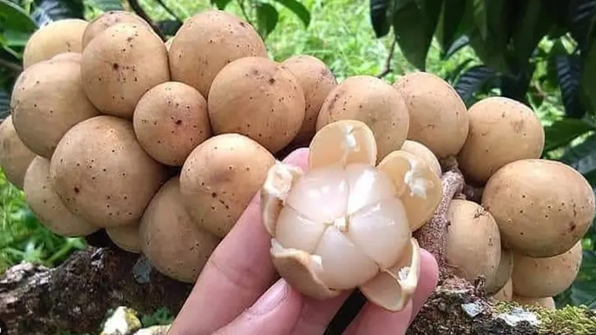 Manfaat Buah Dukuh Untuk Kesehatan Salah Satunya Menurunkan Diabetes Kabar Singaparna
