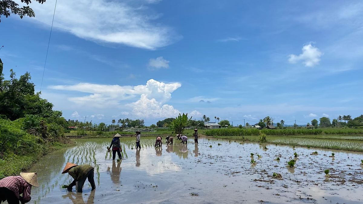 Cara Menanam Padi yang Baik dan Menguntungkan: Langkah-langkah Menanam ... Cara Menanam Padi yang Baik dan Menguntungkan: Langkah-langkah Menanam ...