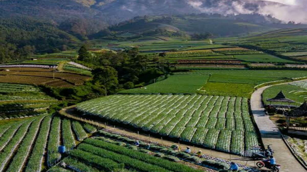 Wisata Terasering Sitegong Negeri Sayur Sukomakmur, Dusun Nampan ... Wisata Terasering Sitegong Negeri Sayur Sukomakmur, Dusun Nampan ...