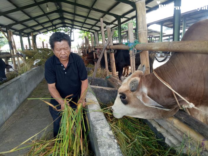 Indonesia Impor 600 Ribu Ton Daging Sapi, Peternak Dalam Negeri hanya ...