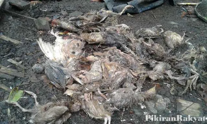 Ribuan Ekor Burung Puyuh Mati Massal Ribuan Ekor Burung Puyuh Mati Massal