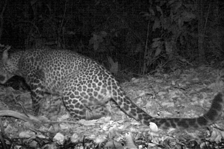 Macan Tutul Jawa Terjerat Jebakan Babi di Sukabumi Jawa Barat, Simak ... Macan Tutul Jawa Terjerat Jebakan Babi di Sukabumi Jawa Barat, Simak ...