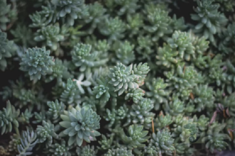 Tes IQ: Sangat Sulit! Bisakah Kamu Menemukan Bunglon di Antara Daun ... Tes IQ: Sangat Sulit! Bisakah Kamu Menemukan Bunglon di Antara Daun ...