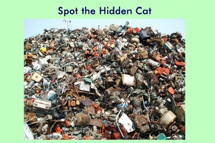 Tes IQ: Bisakah Temukan Kucing dalam 10 Detik? Asah Kualitas Observasi ... Tes IQ: Bisakah Temukan Kucing dalam 10 Detik? Asah Kualitas Observasi ...