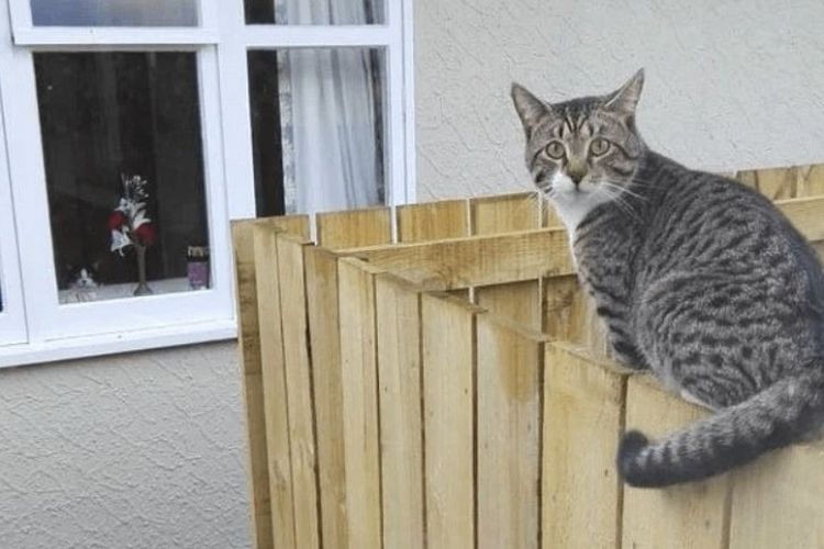 Tes IQ: Cukup Sulit untuk Menemukan 2 Kucing dalam Gambar ini, Nyalakan ... Tes IQ: Cukup Sulit untuk Menemukan 2 Kucing dalam Gambar ini, Nyalakan ...