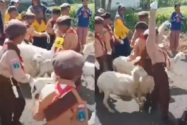 Viral! Detik-detik Peserta Lomba Gerak Jalan Diseruduk Gerombolan Shaun ... Viral! Detik-detik Peserta Lomba Gerak Jalan Diseruduk Gerombolan Shaun ...