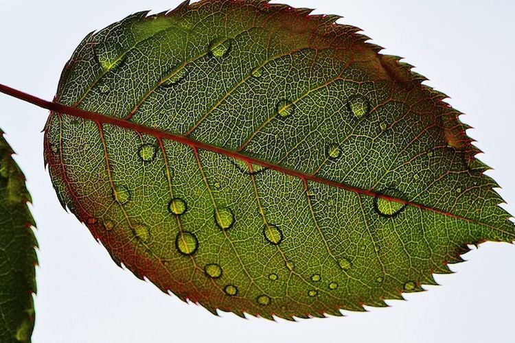 Proses Pengangkutan Makanan Hasil Fotosintesis dari Daun Menuju Seluruh ... Proses Pengangkutan Makanan Hasil Fotosintesis dari Daun Menuju Seluruh ...