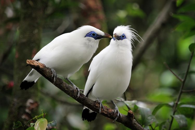Mengenal Jalak Bali, Burung Endemik Pulau Bali yang Terancam Punah ... Mengenal Jalak Bali, Burung Endemik Pulau Bali yang Terancam Punah ...