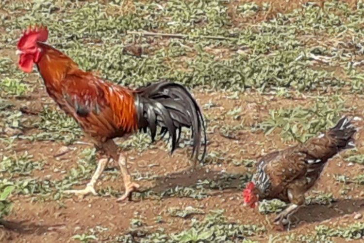 Setiap KK Miskin Ekstrem di Sumedang Dapat Bantuan Ternak Ayam - Kabar ... Setiap KK Miskin Ekstrem di Sumedang Dapat Bantuan Ternak Ayam - Kabar ...