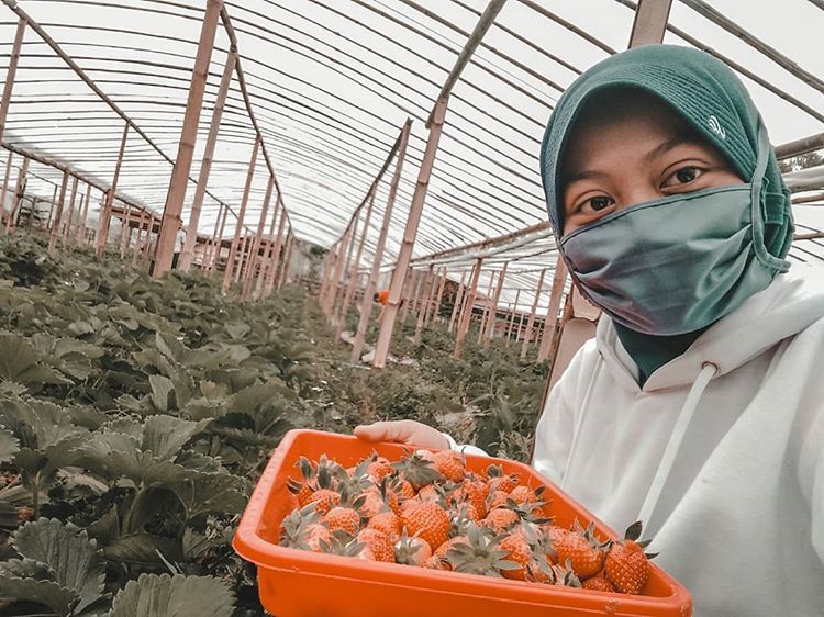Keindahan Kebun Strawberry Berastagi Kabupaten Karo: Nikmati Pesona ... Keindahan Kebun Strawberry Berastagi Kabupaten Karo: Nikmati Pesona ...