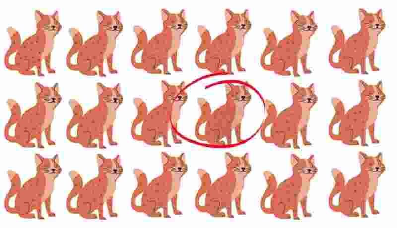 Tes IQ dan Ketelitian: Coba Temukan Kucing yang Berbeda dalam Gambar ... Tes IQ dan Ketelitian: Coba Temukan Kucing yang Berbeda dalam Gambar ...