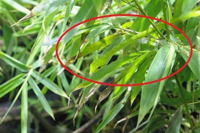 Tes IQ: Ngaku Pintar Biologi dan Super Teliti? Coba Tebak Hewan Apa ... Tes IQ: Ngaku Pintar Biologi dan Super Teliti? Coba Tebak Hewan Apa ...