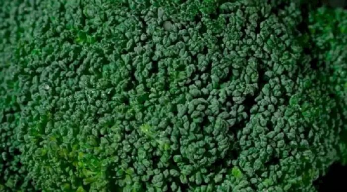 Tes IQ: Bisa Temukan Kacang Polong? Menemukannya dalam 20 Detik ... Tes IQ: Bisa Temukan Kacang Polong? Menemukannya dalam 20 Detik ...