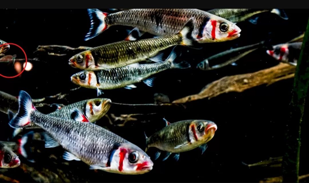 Tes IQ: Bisa Temukan Kura-kura di Antara Ikan? Orang yang Jenius Dapat ... Tes IQ: Bisa Temukan Kura-kura di Antara Ikan? Orang yang Jenius Dapat ...