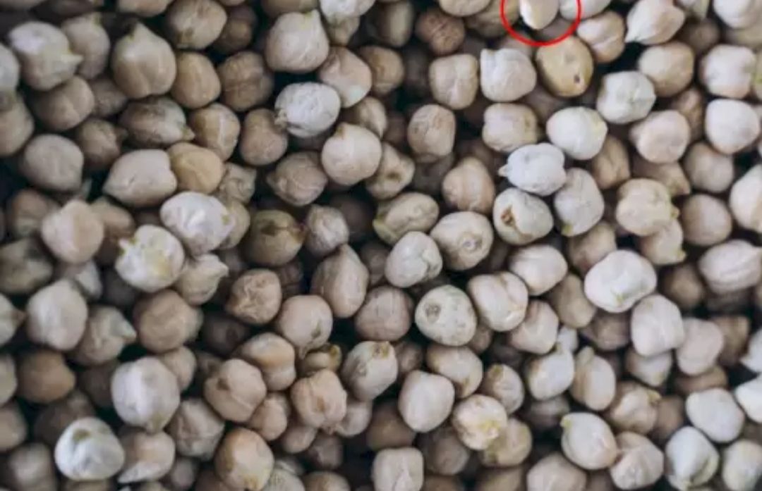 Tes IQ: Bisa Bedakan Kacang Tanah? Orang Jenius Mengenalinya dengan ... Tes IQ: Bisa Bedakan Kacang Tanah? Orang Jenius Mengenalinya dengan ...