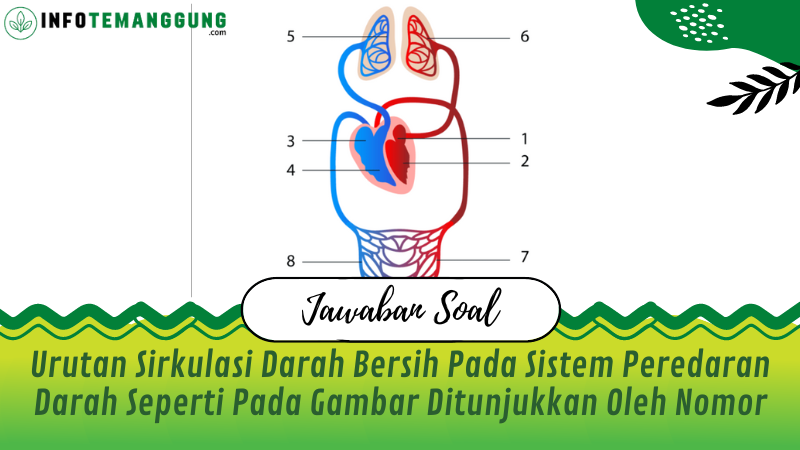 Jawaban Soal IPA Urutan Sirkulasi Darah Bersih Pada Sistem Peredaran ... Jawaban Soal IPA Urutan Sirkulasi Darah Bersih Pada Sistem Peredaran ...