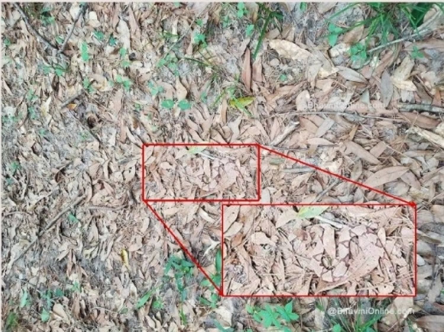 Tes IQ : Hanya Beberapa orang yang bisa Menemukan Ular Pada Gambar ... Tes IQ : Hanya Beberapa orang yang bisa Menemukan Ular Pada Gambar ...