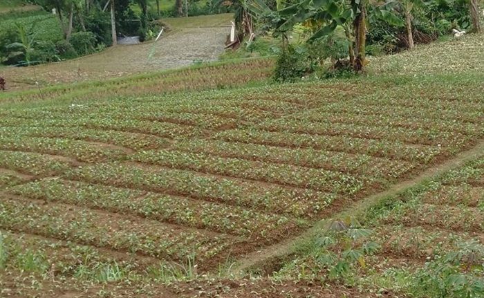 Bukan Mengubah Peruntukan, Ini Tujuan Penurunan Status Terhadap 6 Ribu ... Bukan Mengubah Peruntukan, Ini Tujuan Penurunan Status Terhadap 6 Ribu ...