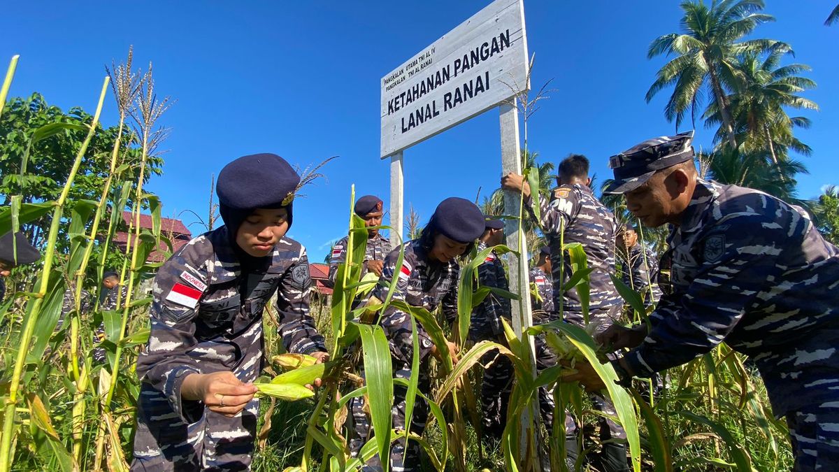 Menuju Ketahanan Pangan, Lanal Ranai Gelar Panen Raya Padi dan Jagung ... Menuju Ketahanan Pangan, Lanal Ranai Gelar Panen Raya Padi dan Jagung ...