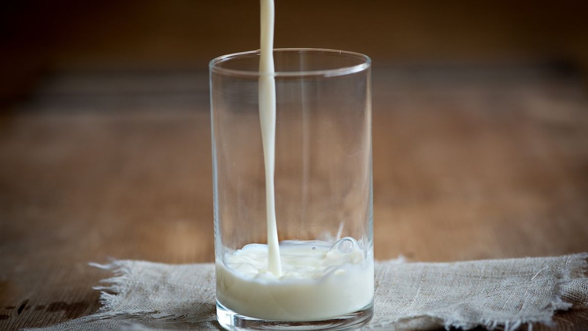 Lebih Bagus Mana Minum Susu Sapi atau Susu Kambing? Kenali Manfaatnya ... Lebih Bagus Mana Minum Susu Sapi atau Susu Kambing? Kenali Manfaatnya ...