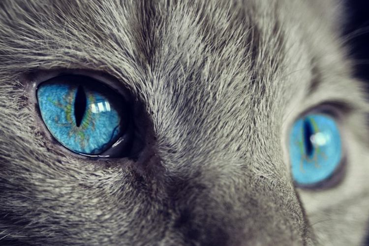 Viral! Puluhan Kucing di Perumahan Elit Malang Mati Usai Diracun ... Viral! Puluhan Kucing di Perumahan Elit Malang Mati Usai Diracun ...