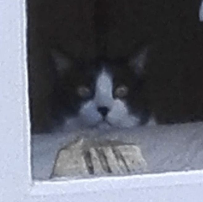 Tes IQ: Bisakah Anda Temukan Kucing Kedua pada Gambar Ini? Hanya ... Tes IQ: Bisakah Anda Temukan Kucing Kedua pada Gambar Ini? Hanya ...