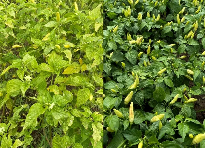 Ketahui Penyebab Dan Cara Mengatasi Tanaman Cabe Daun Keriting Dengan